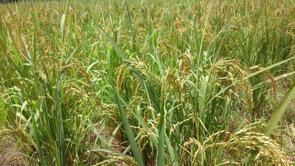 Production de riz : Le Cameroun sollicite l’expertise indienne - L ...